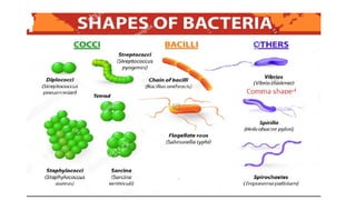 Bacteria & Microbiology | PPT