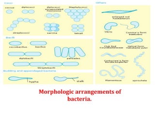 MICROORGANISM.pptx