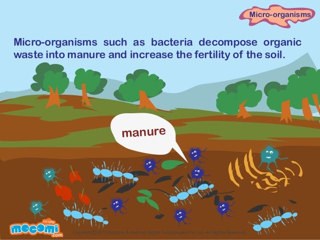 Facts about Microorganism for Kids - Mocomi.com