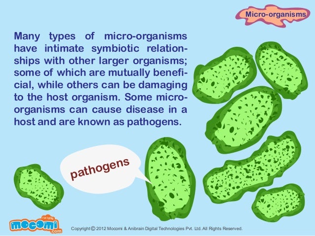 Facts about Microorganism for Kids - Mocomi.com
