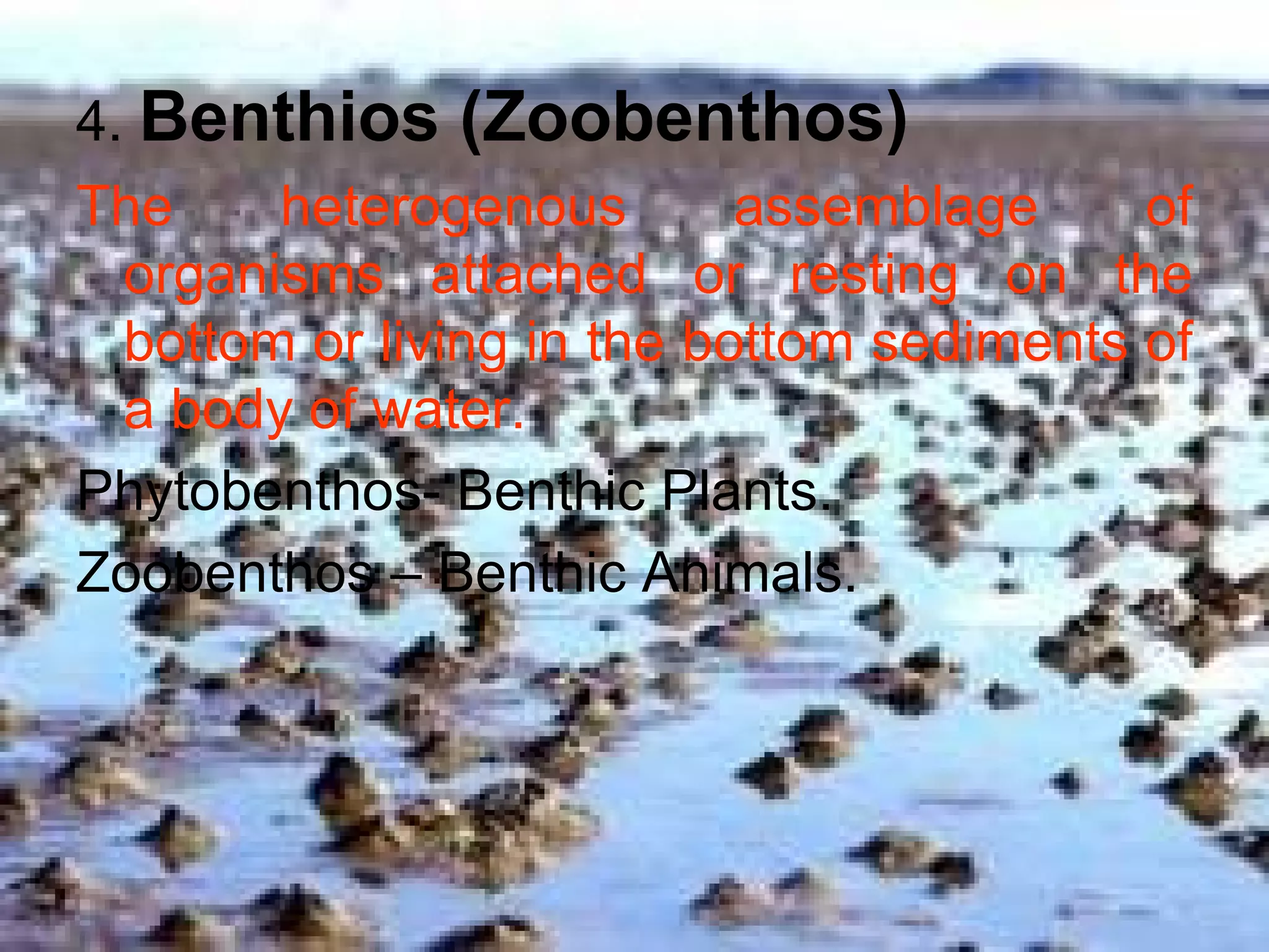 Microorganism & Water Pollution | PPT