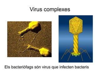 Microorganismes 2 virus work | ODP