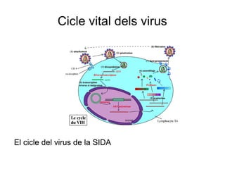 Microorganismes 2 virus work | ODP