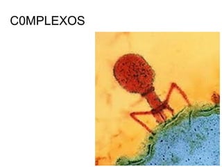 Microorganismes 2 virus work | ODP