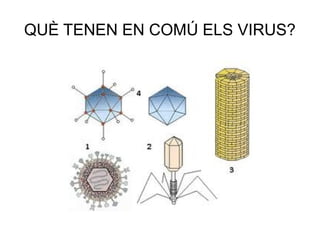 Microorganismes 2 virus work | ODP