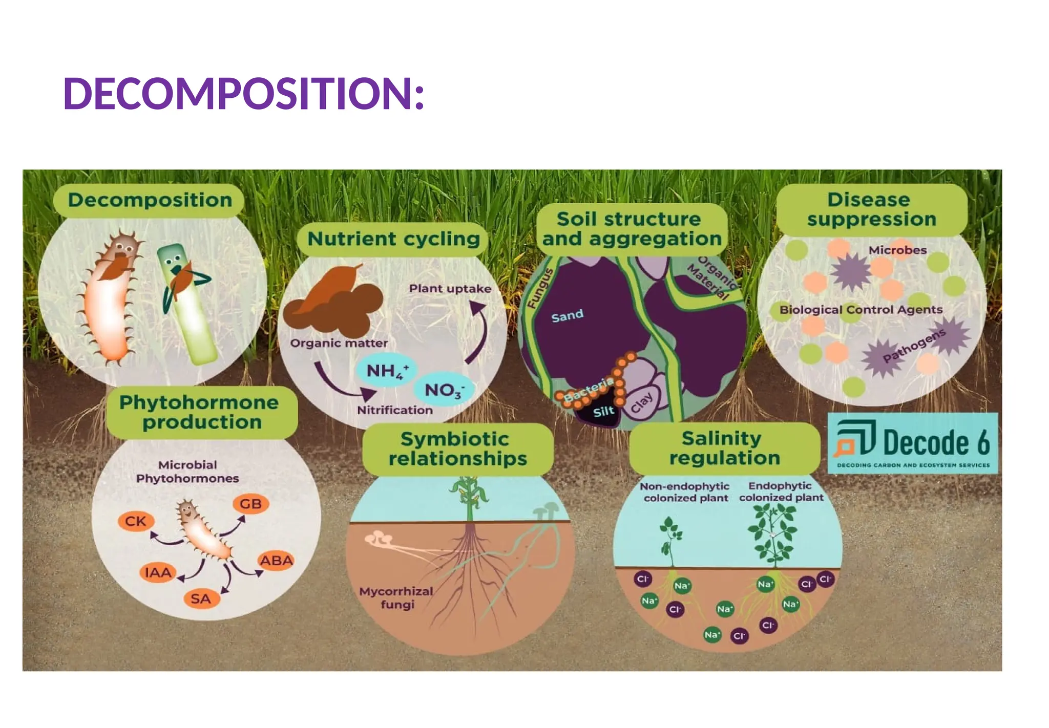 Microorganism in soil process in microbiology | PPTX