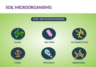Microorganism in soil process in microbiology | PPTX