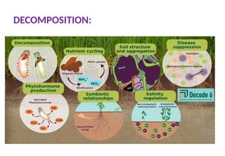 Microorganism in soil process in microbiology | PPTX