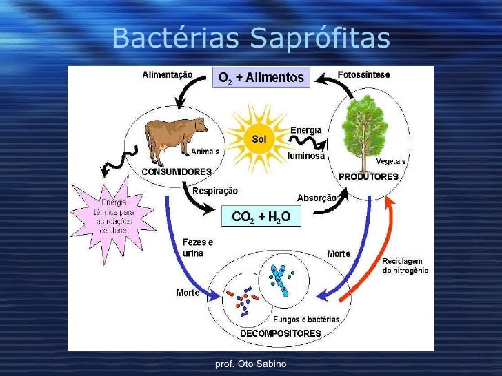 Microorganismo prof Oto