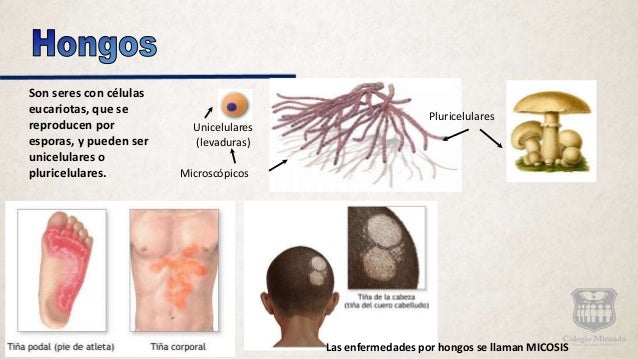Microorganismos patogenos