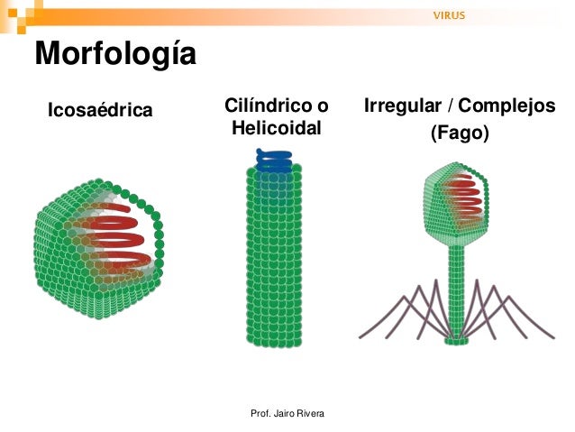 Microorganismos Nivel Acelular Virus