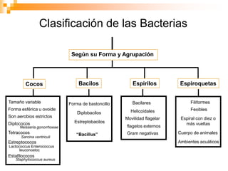 Microorganismos Nivel Celular Bacterias | PPT