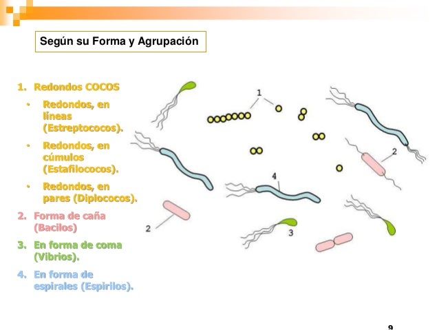 Microorganismos Nivel Celular Bacterias