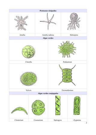 Microorganismos protoctistas observables en una muestra de agua de ...