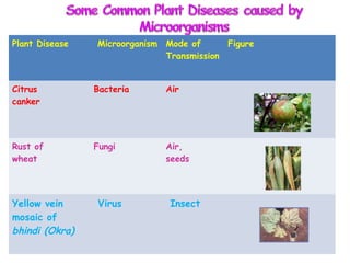 Microorganism our enemy | PPT