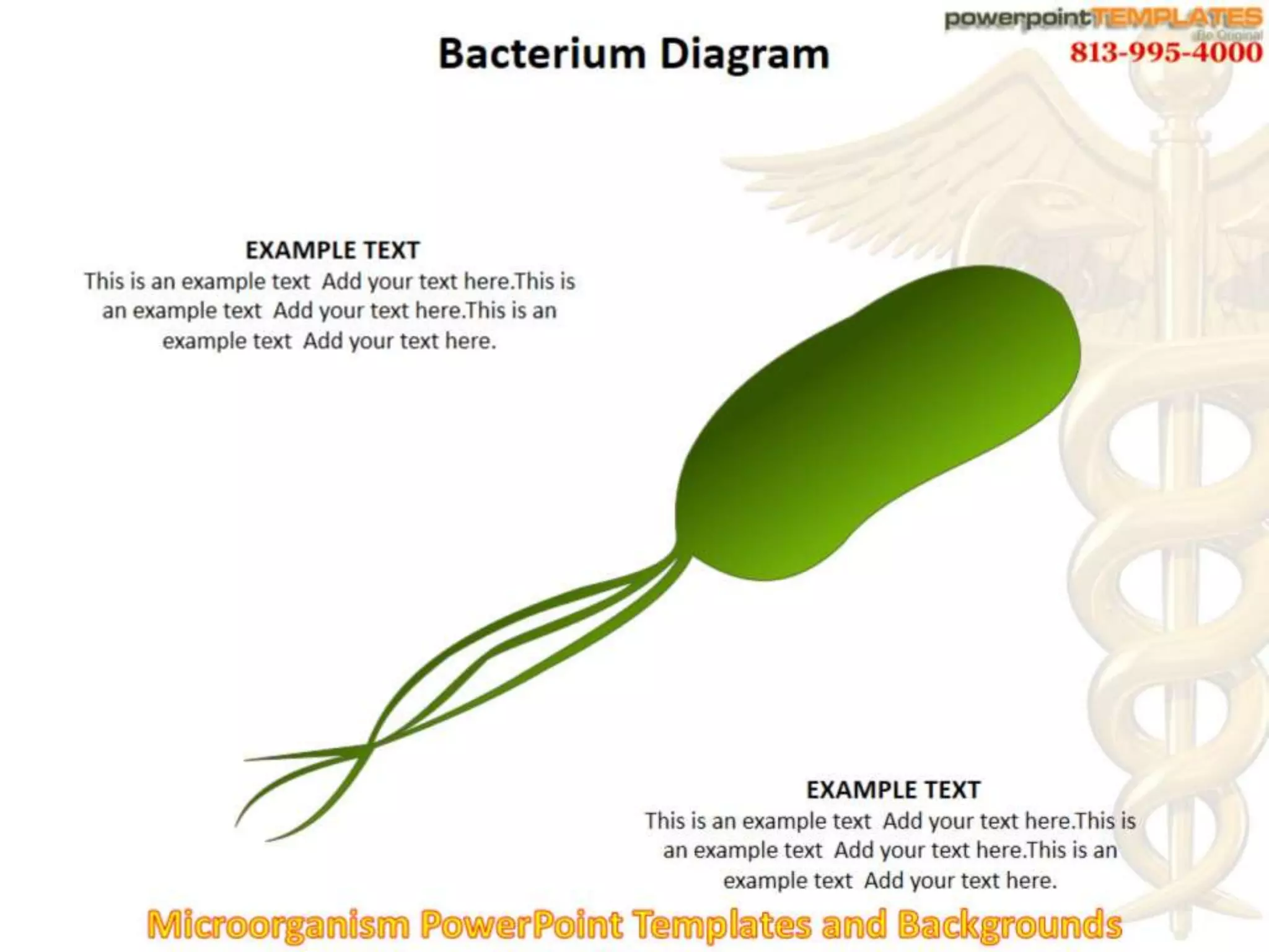 Microorganism PowerPoint Templates and Backgrounds | PPTX