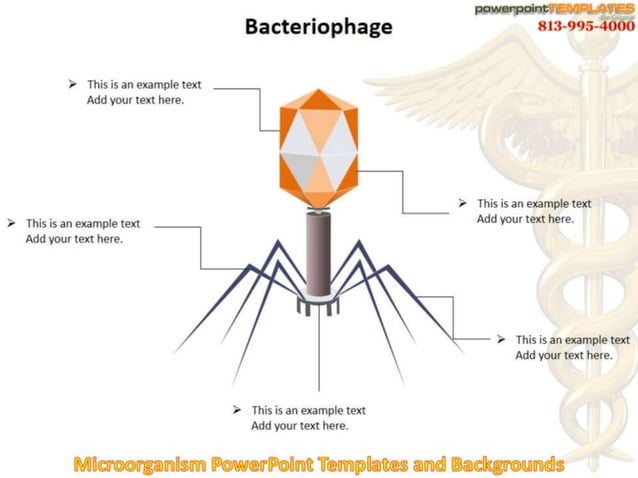 Microorganism PowerPoint Templates and Backgrounds | PPTX