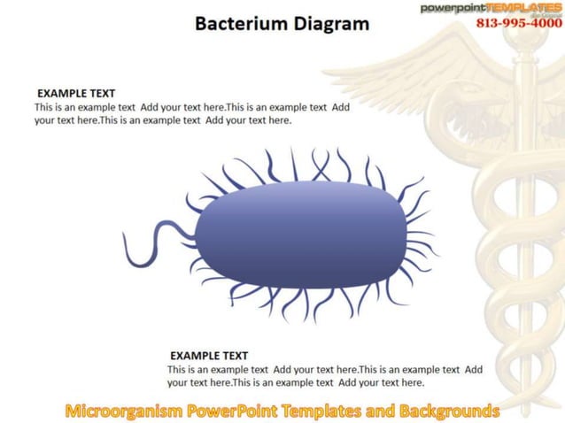 Microorganism PowerPoint Templates and Backgrounds | PPTX