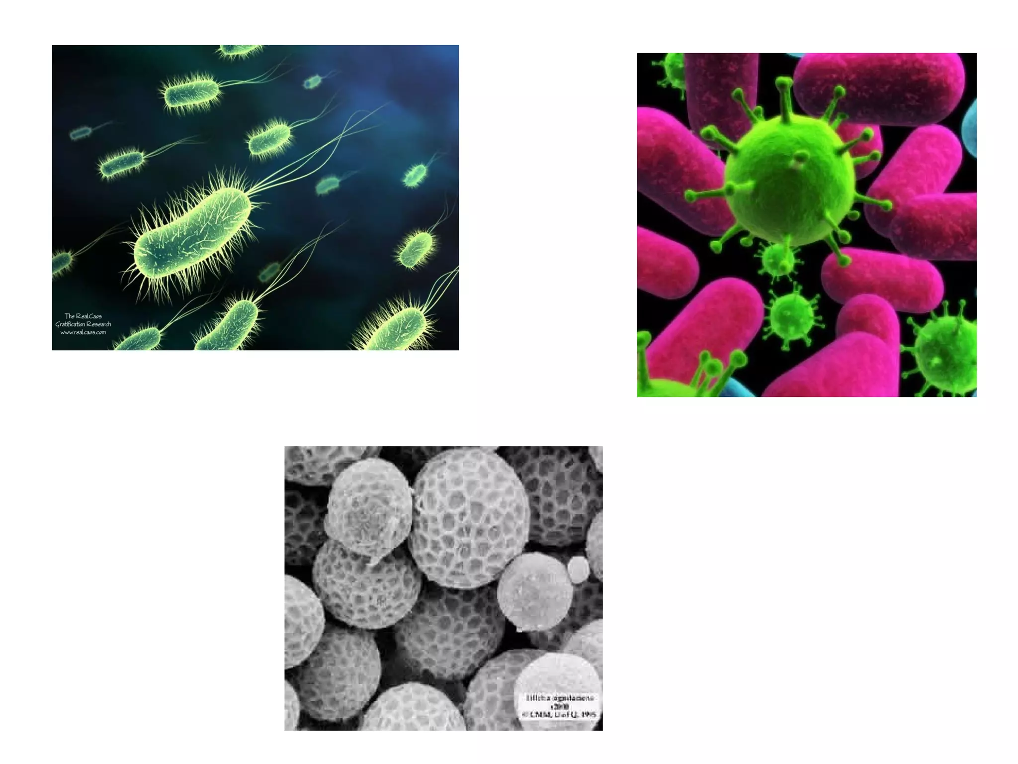 Microorganisms ks2 | PPT