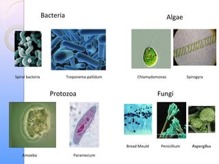 Microorganisms | PPT