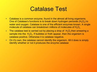Micro Organisms | PPT