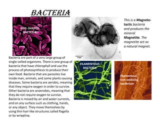 Microorganisms | PDF