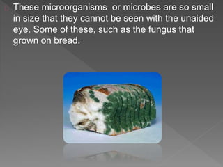 Microorganisms | PPT
