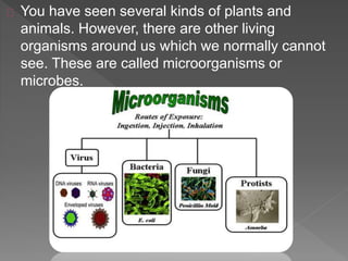 Microorganisms | PPTX