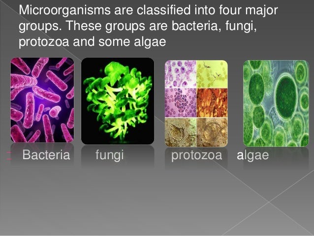 bacteria algae microorganisms