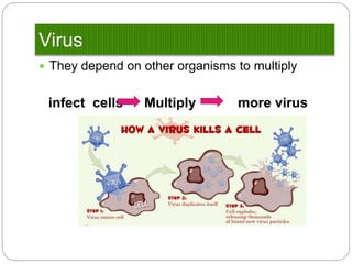 Microorganisms | PPTX