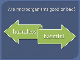 Microorganisms | PPTX