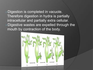 MICROORGANISMS | PPT