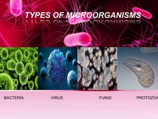 Microorganisms | PPTX