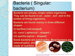 Microorganisms | PPT
