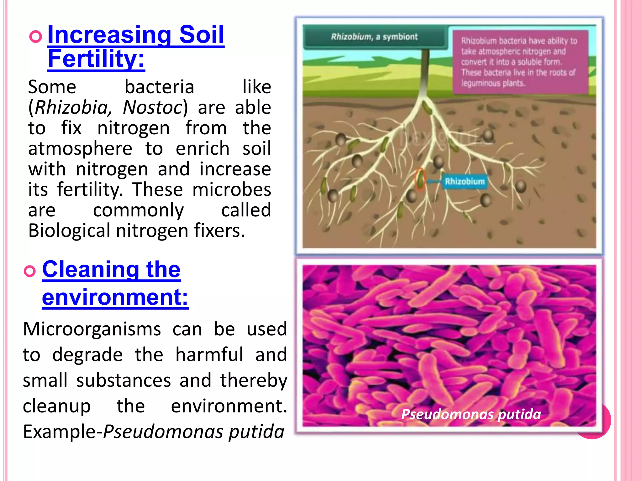 Microorganisms | PPTX