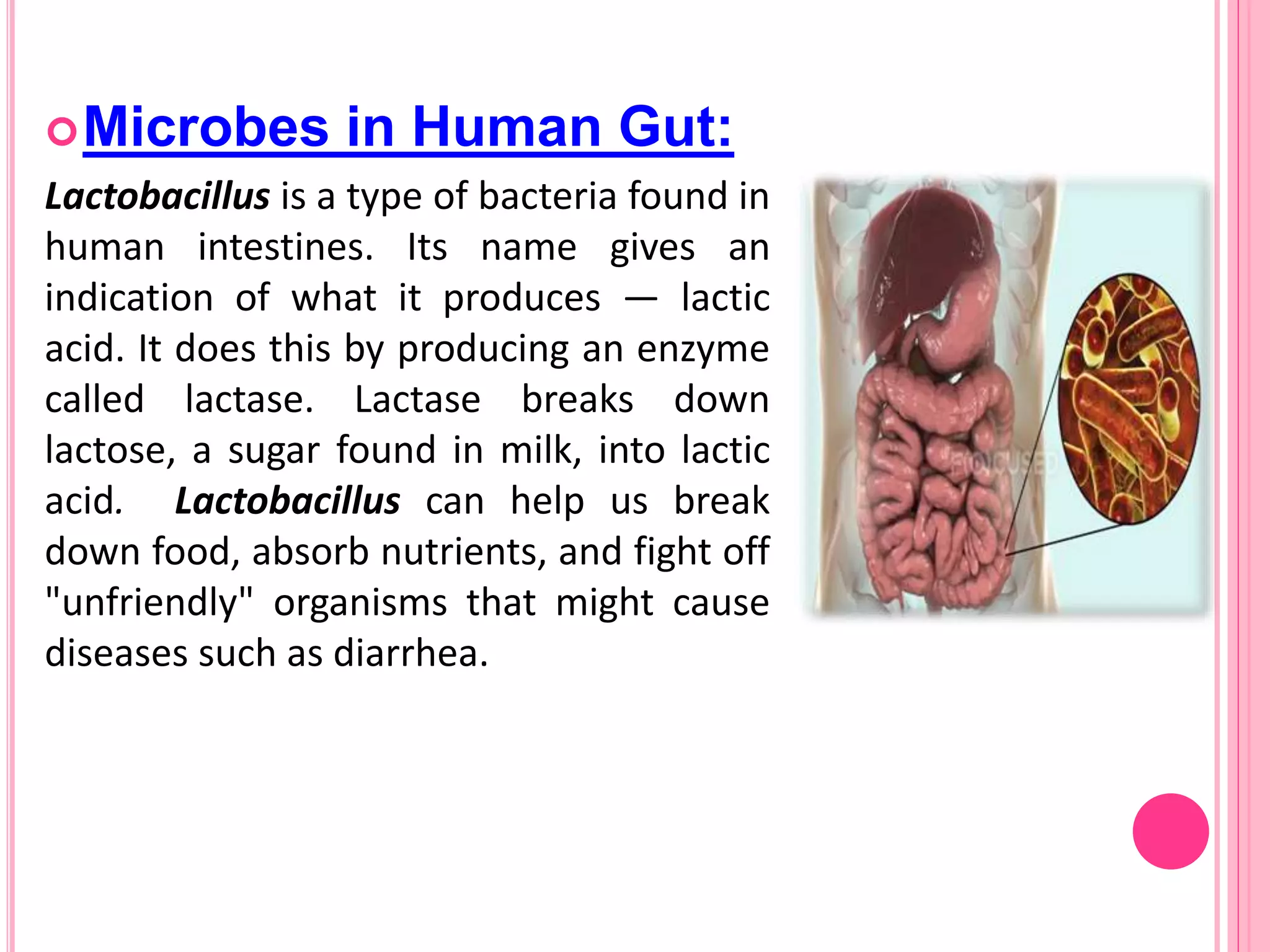 Microorganisms | PPTX