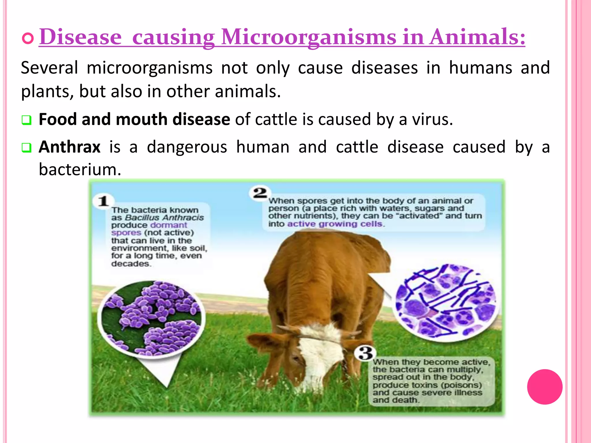 Microorganisms | PPTX