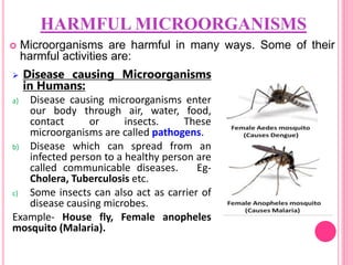 Microorganisms | PPTX