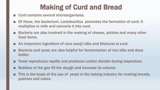 Microorganisms | PPTX