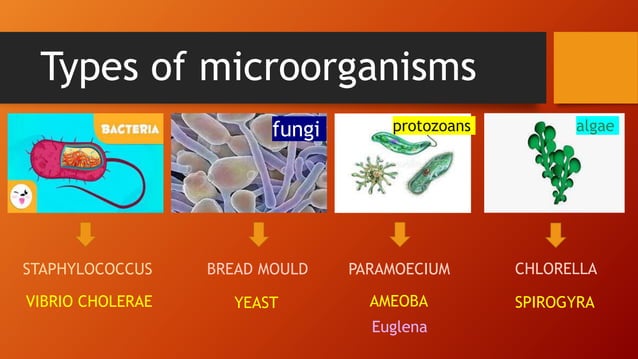 Microorganisms PPT CLASS 8 | PPT