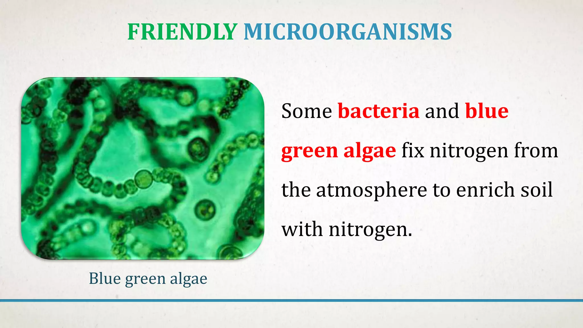 Microorganisms Class 8 | PDF
