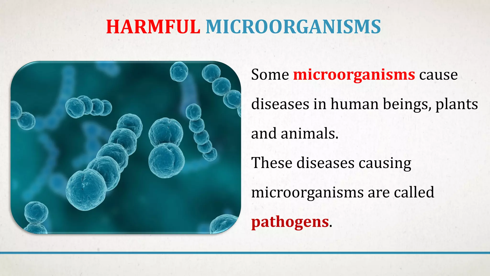 Microorganisms Class 8 | PDF