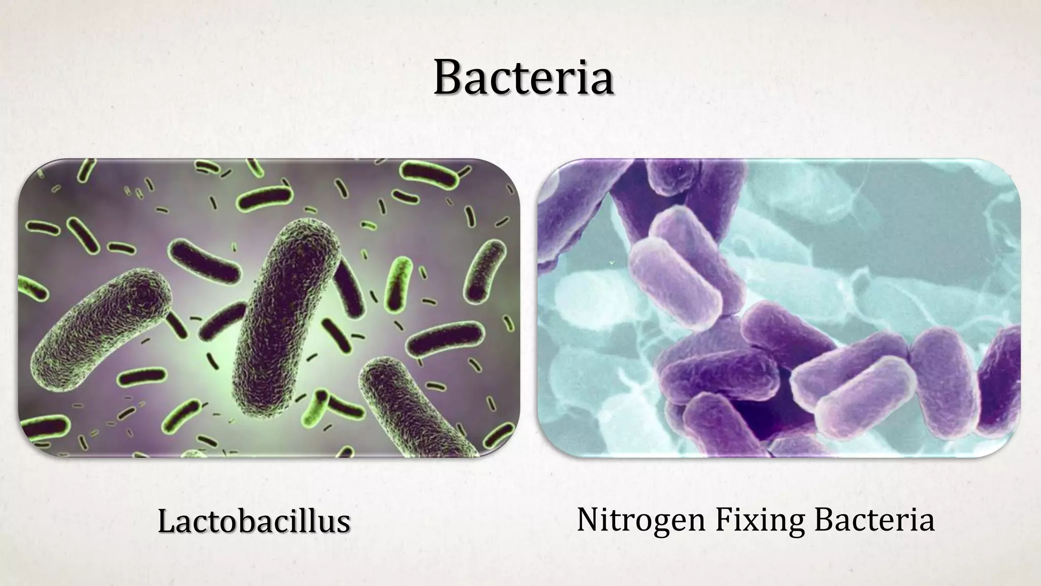 Microorganisms Class 8 | PDF