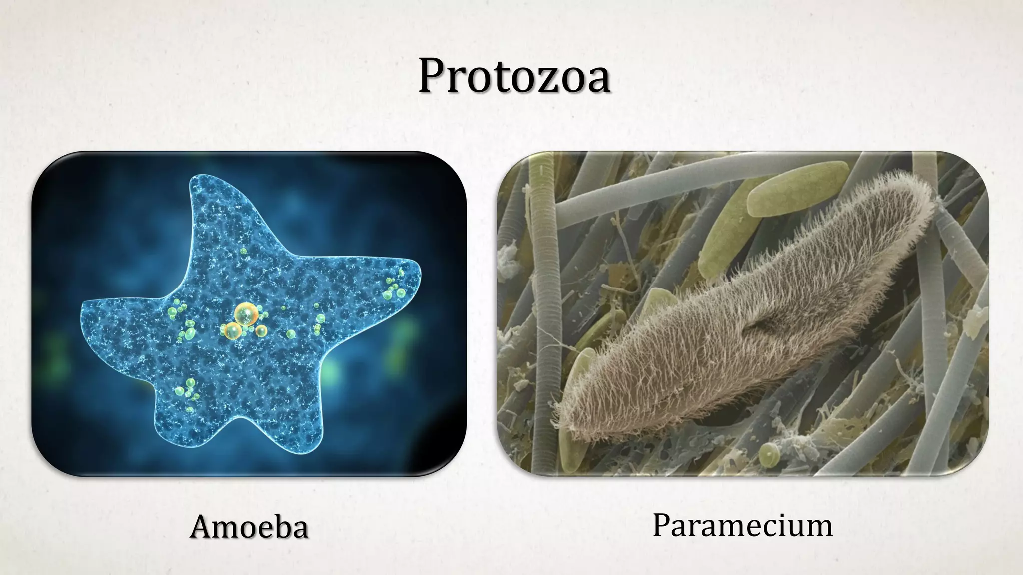Microorganisms Class 8 | PDF