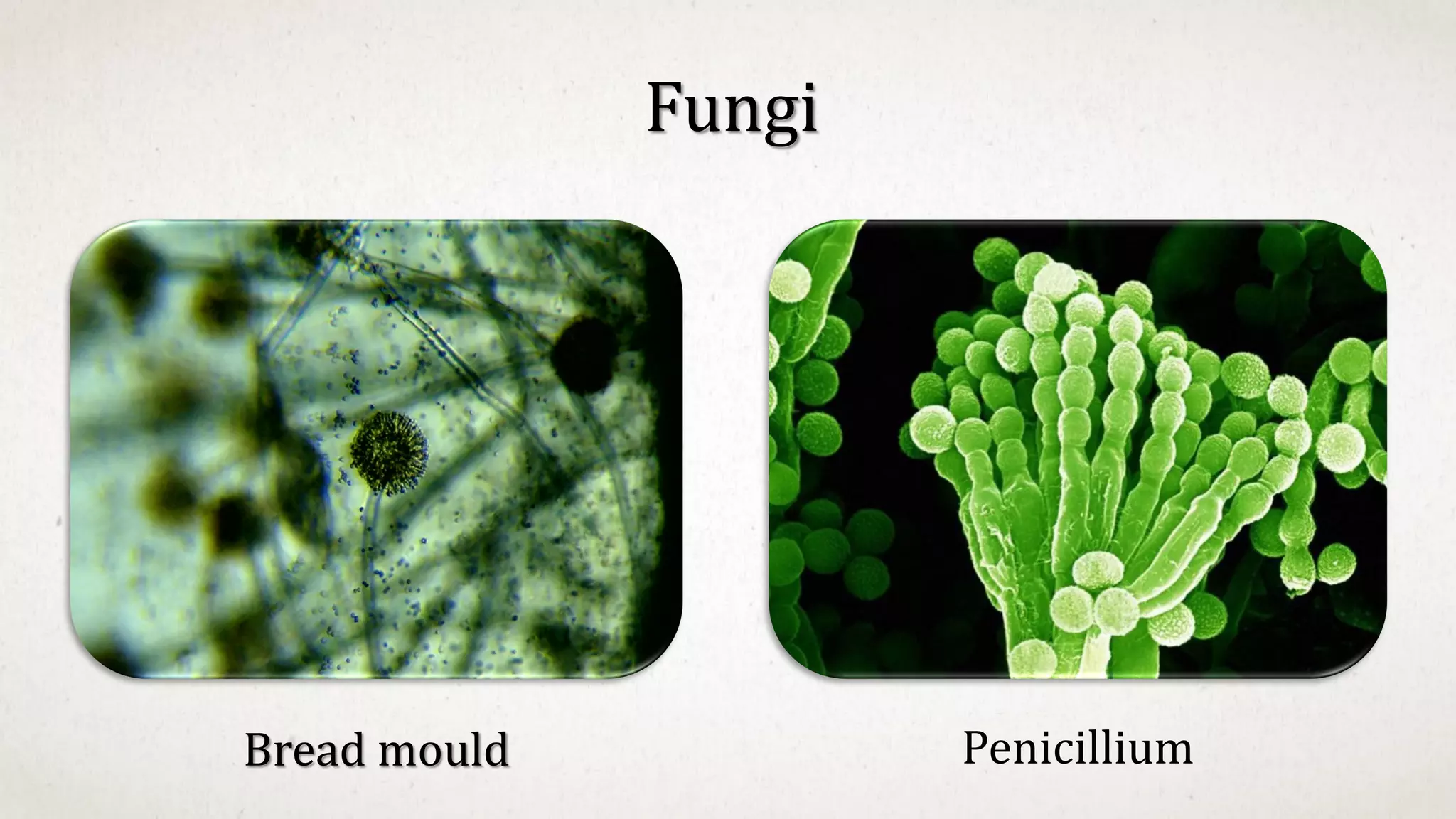 Microorganisms Class 8 | PDF