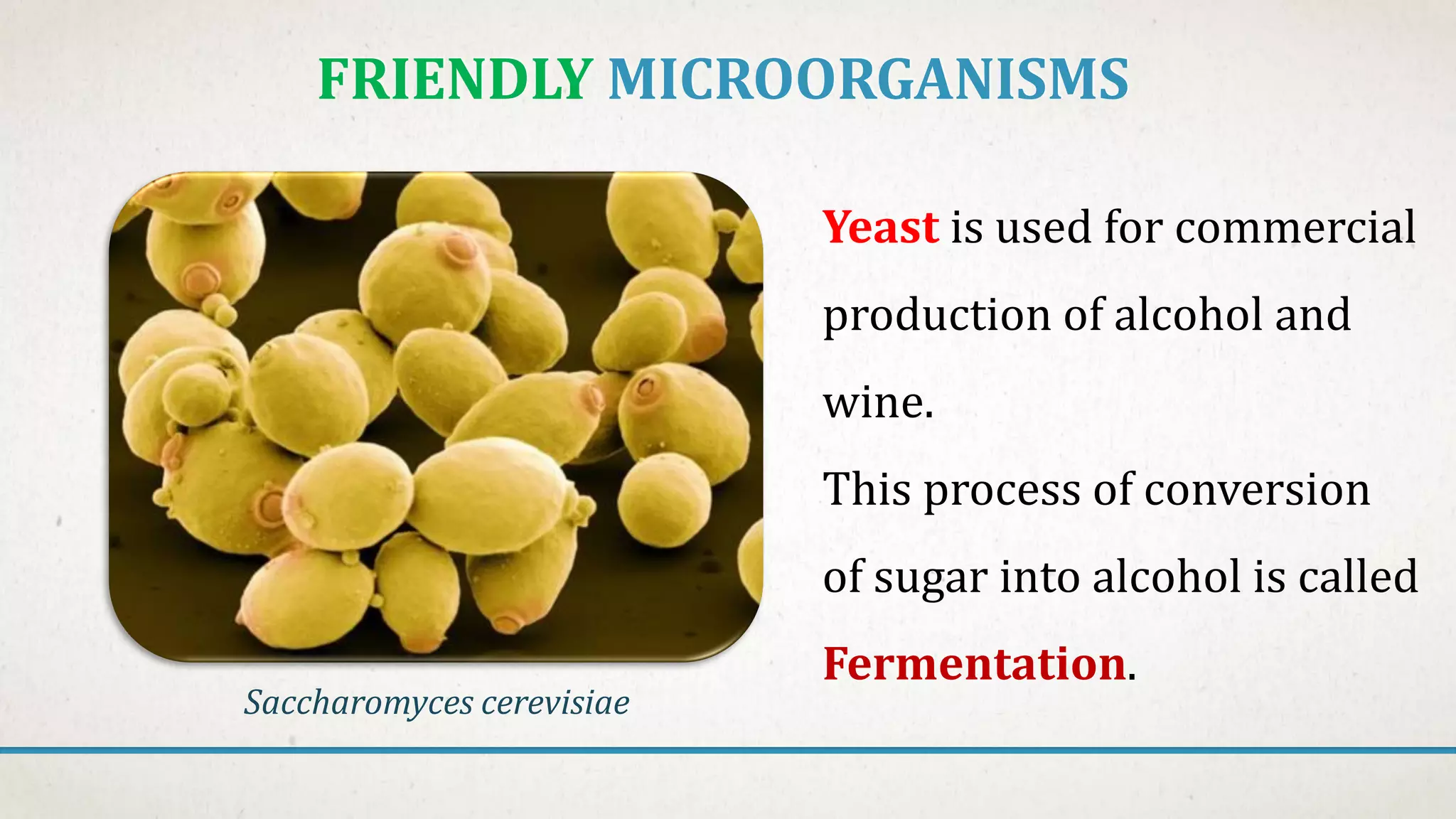 Microorganisms Class 8 | PDF