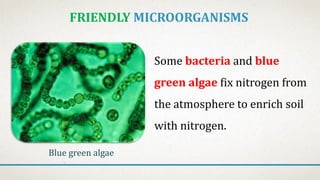 Microorganisms Class 8 | PDF