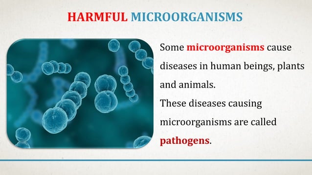 Microorganisms Class 8 | PDF
