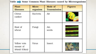 Microorganisms Class 8 | PDF