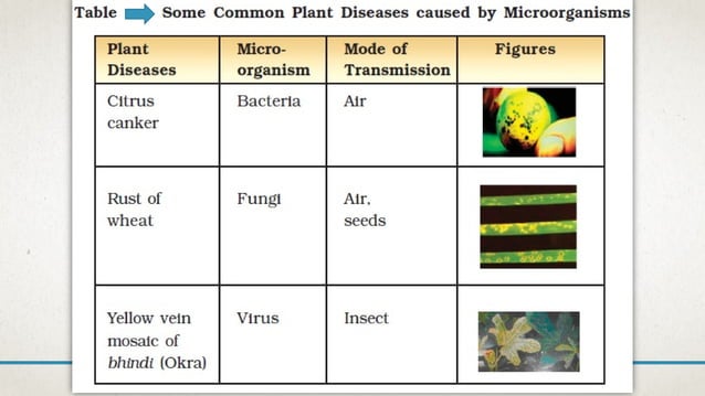 Microorganisms Class 8 | PDF